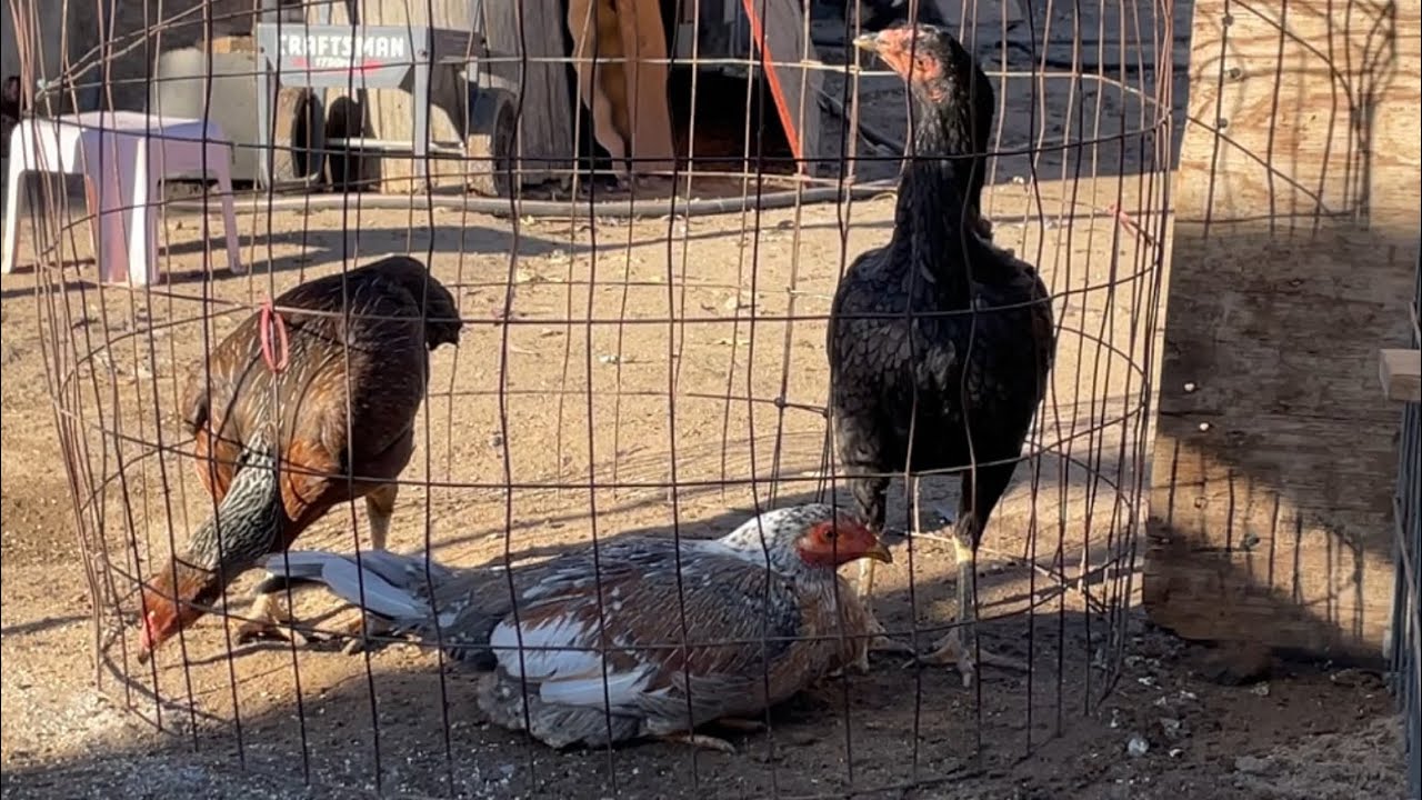 For Sale 209-600-8669 - YouTube