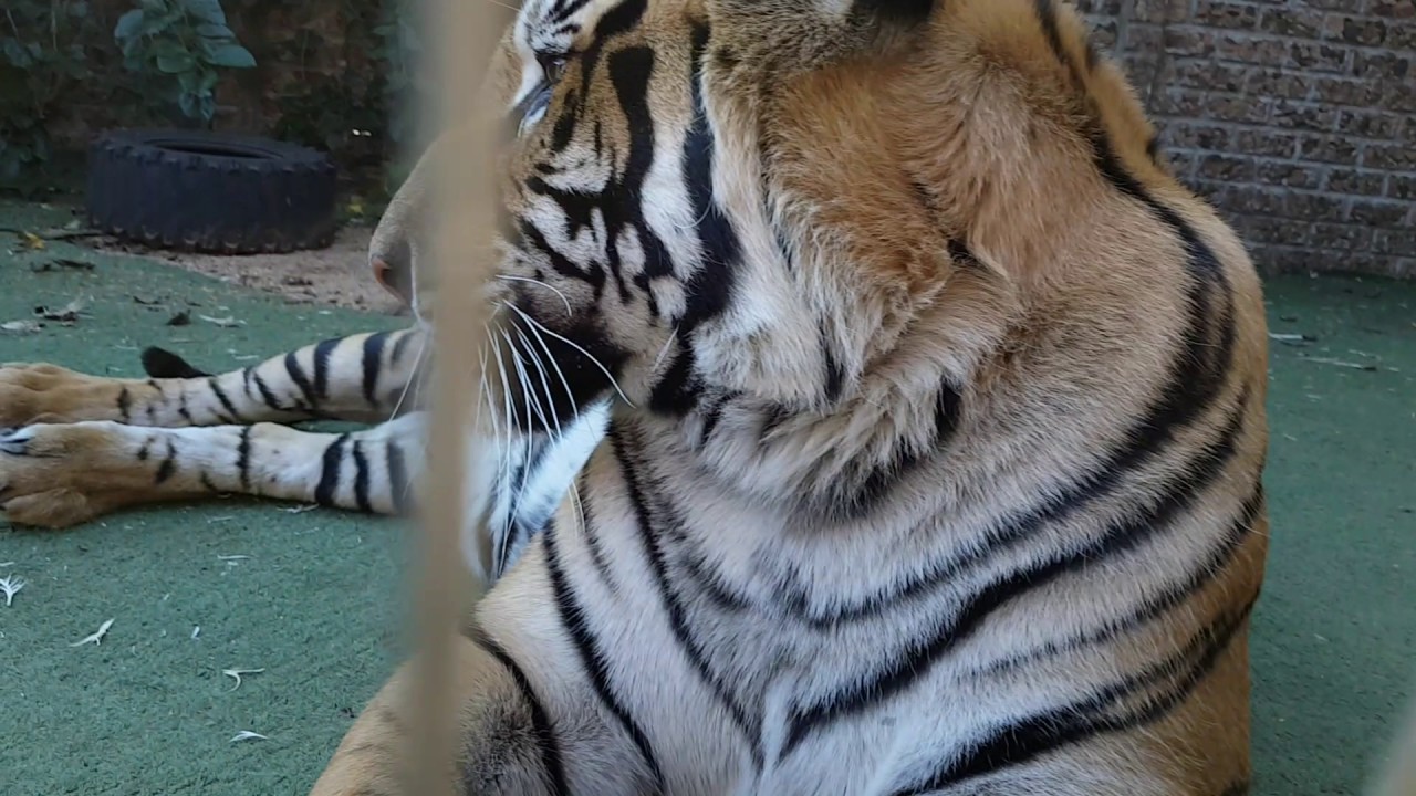 Difference between tiger talk and cat talk - YouTube