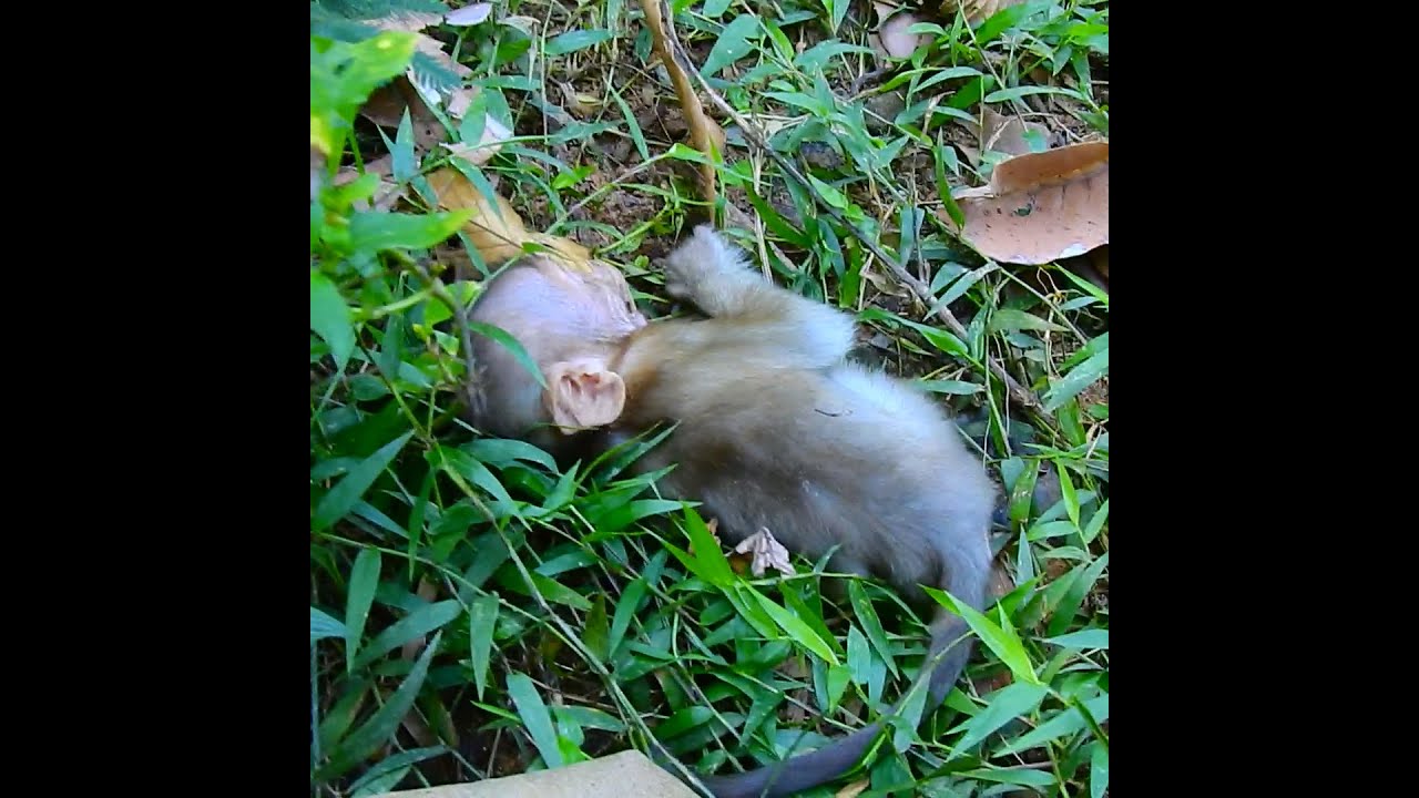 Pity poor baby monkeys crying alone - YouTube