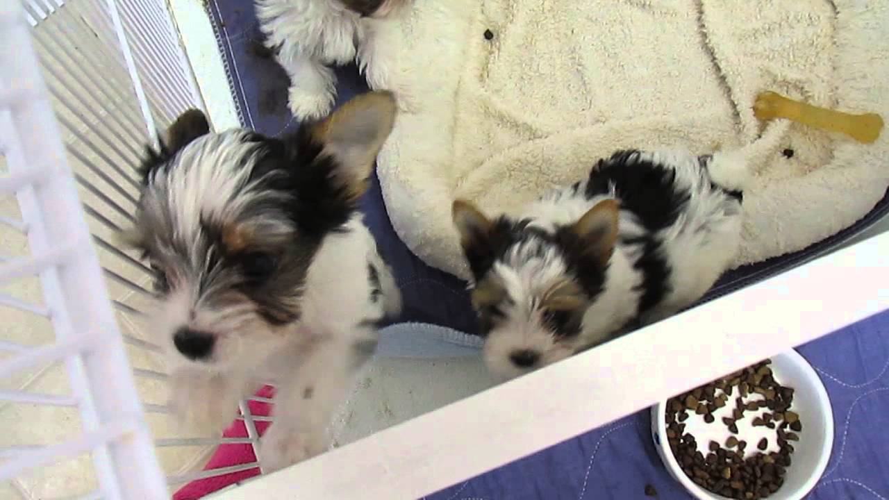 yorkie puppies 8 weeks old - YouTube
