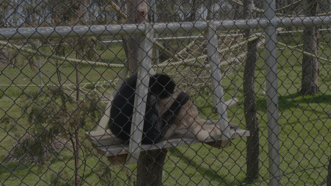 monkey hump hdr - YouTube