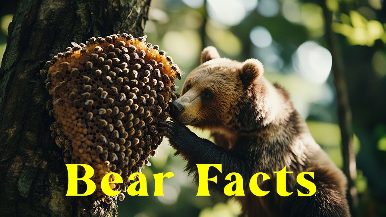 5 Interesting Bear Facts - YouTube