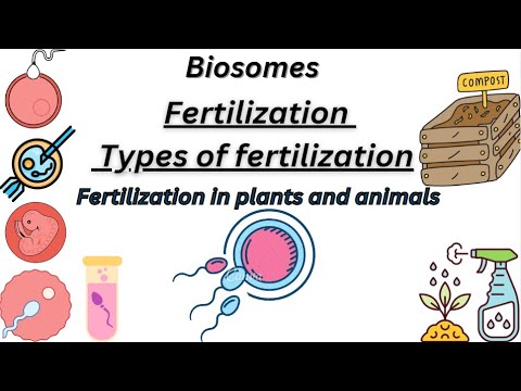 Fertilization | types of fertilization | Fertilization in plants and ...