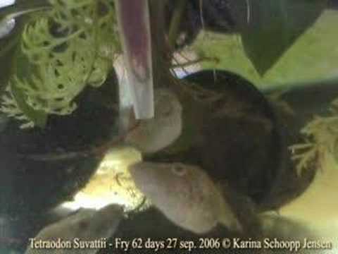 Arrowhead (Tetraodon Suvattii) fry eating - YouTube