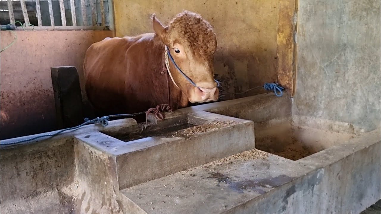 kriteria sapi siap digemukan jangka pendek yang ideal - YouTube