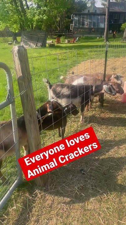 Snack time on the farm with the Sheep - Goats - and Dogs - YouTube