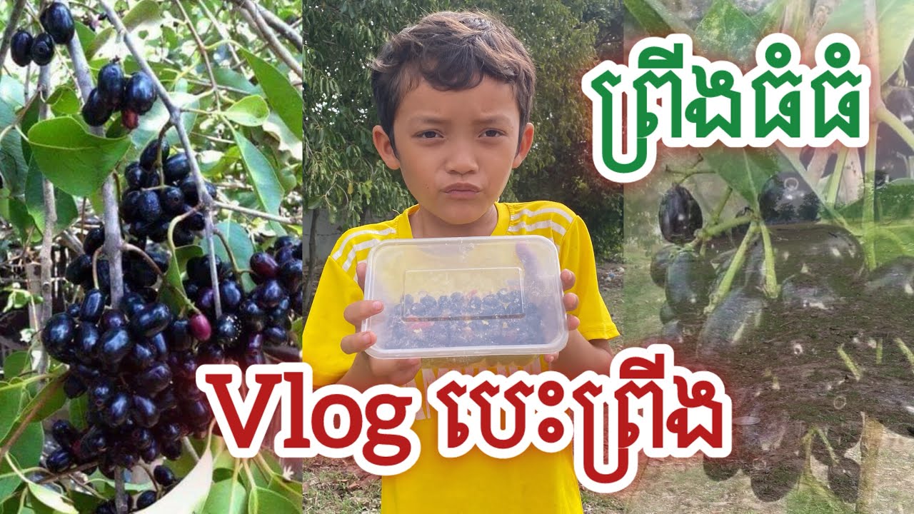 បេះព្រីងនៅដើមនៅស្រែក្រោយផ្ទះ [ព្រីង] eat Java plum - YouTube