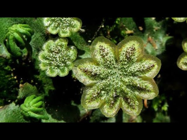 Hepatophyta Marchantia