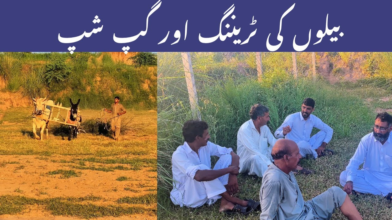 Bull Exercise Time - YouTube