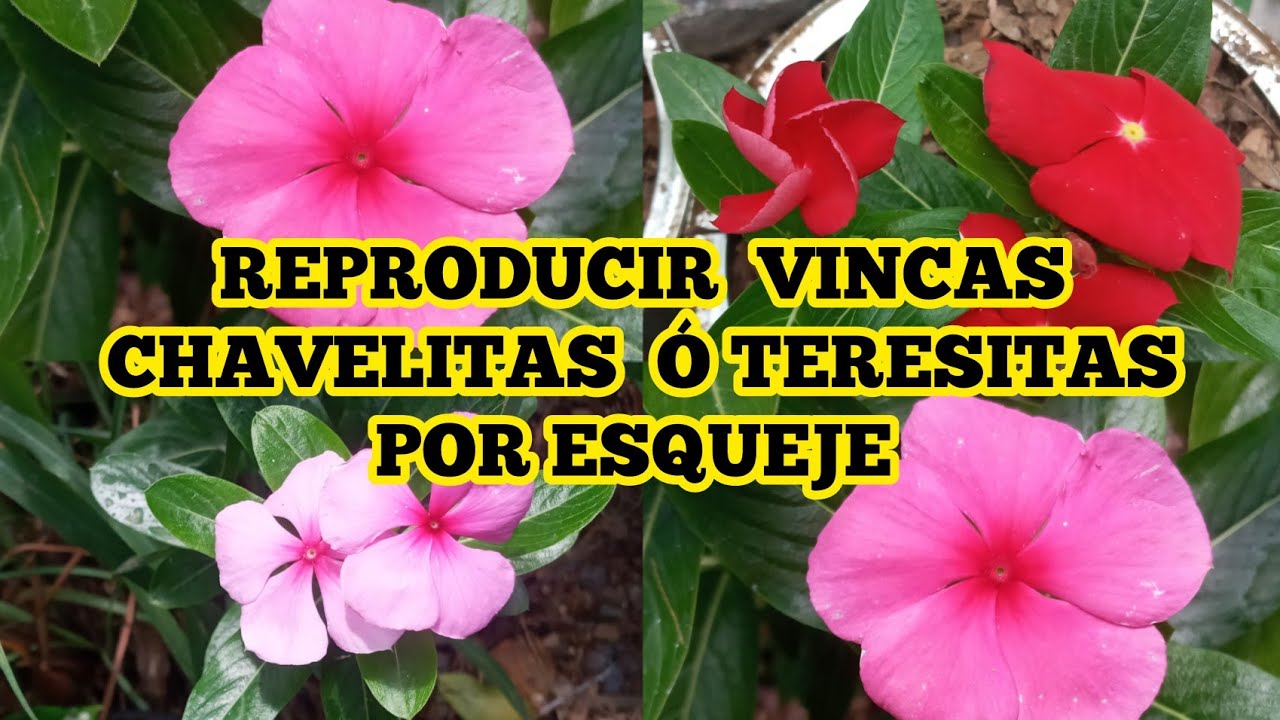 Reproduccion de Vincas o Teresitas #vincas #primavera - YouTube