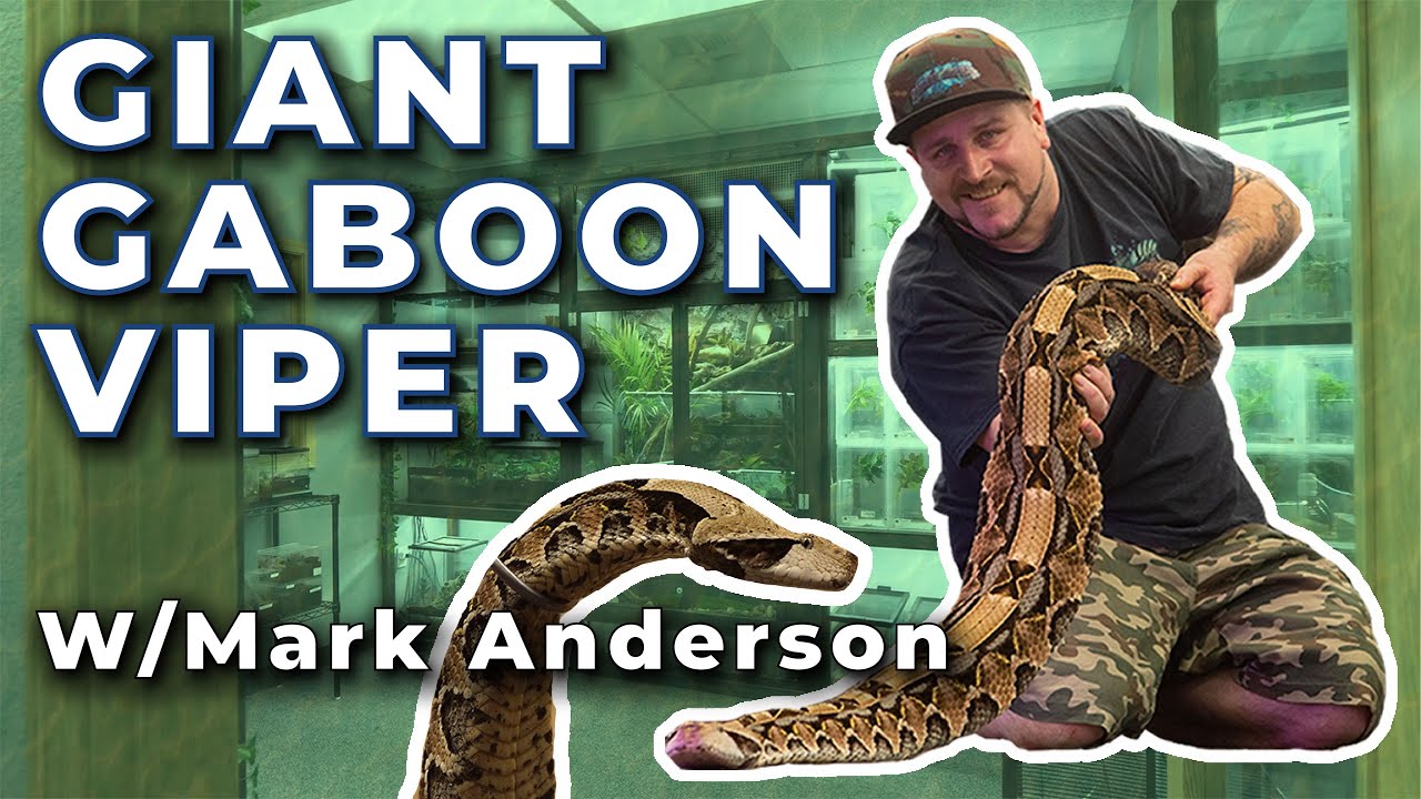 Giant Gaboon Viper (Peaches) with Mark Anderson - YouTube
