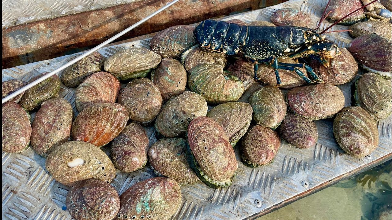 BIGGEST ABALONE OF THE YEAR ! Catch Cook Eat SOFT LOBSTER - YouTube