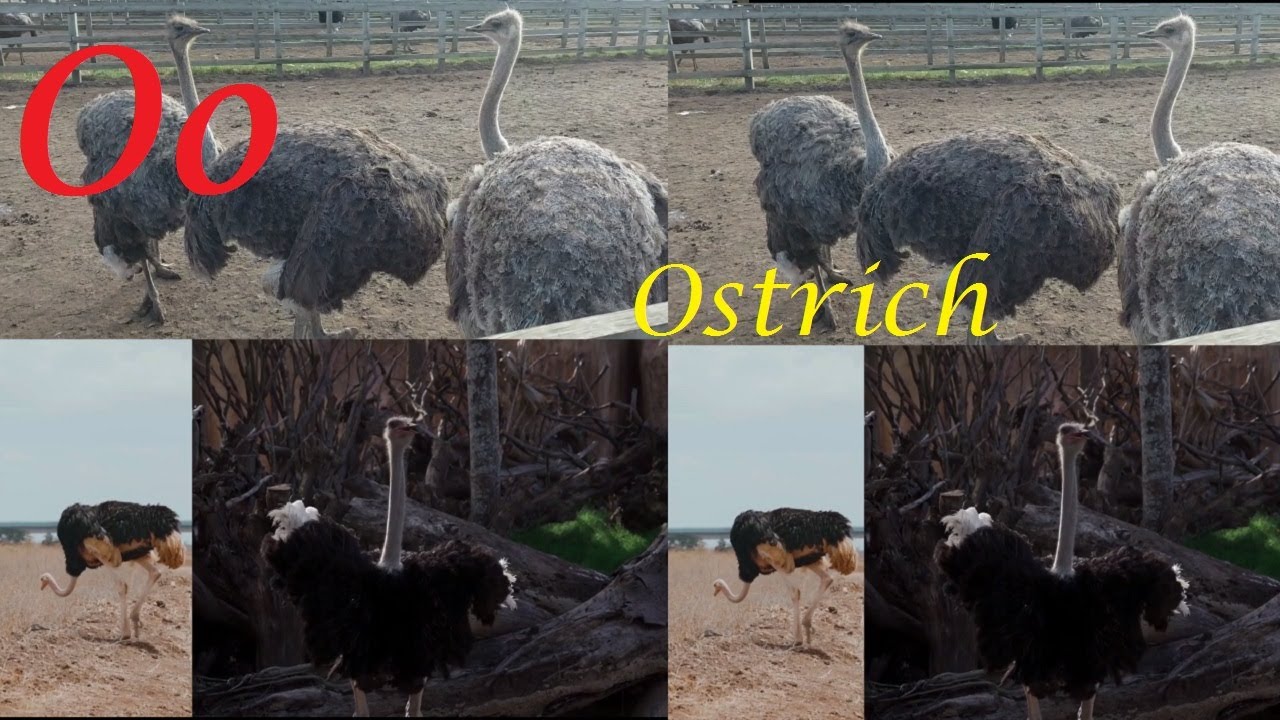Learn spellings of O for Ostrich | for 5 to 6 years kids - YouTube