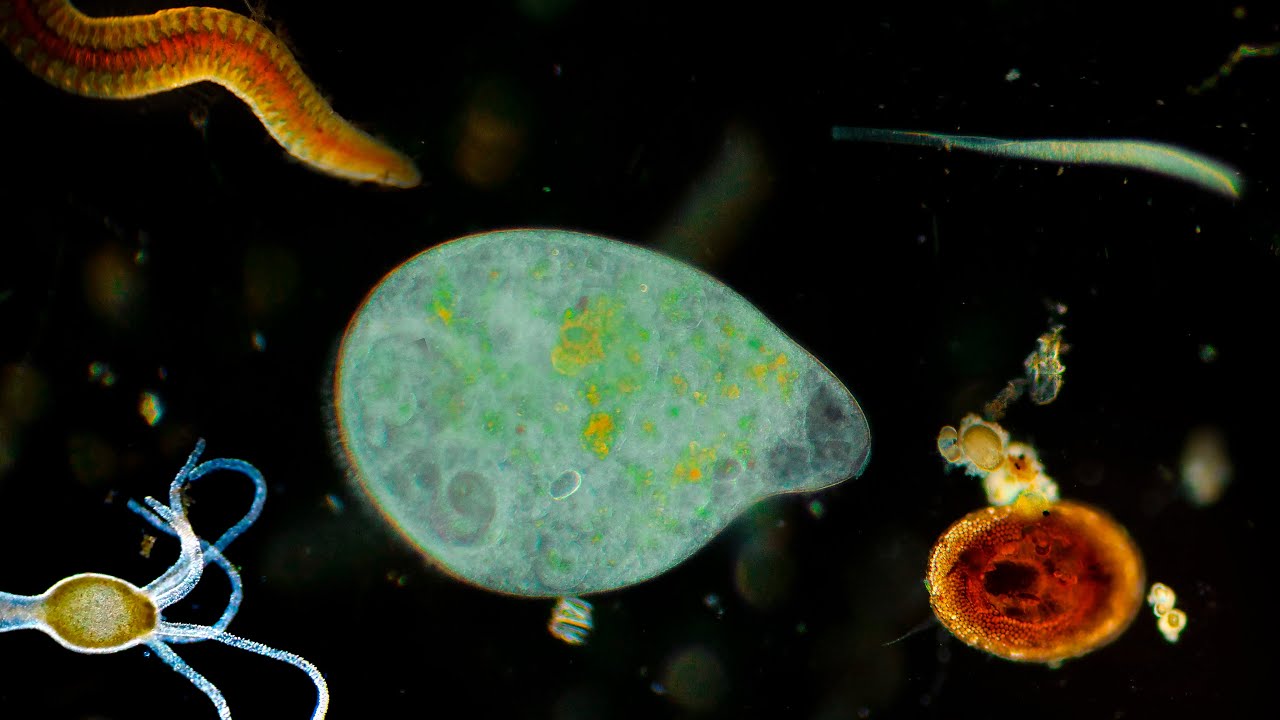 WHAT CAN BE SEEN IN THE WATER DROP FROM THE CITY LAKE UNDER THE ...