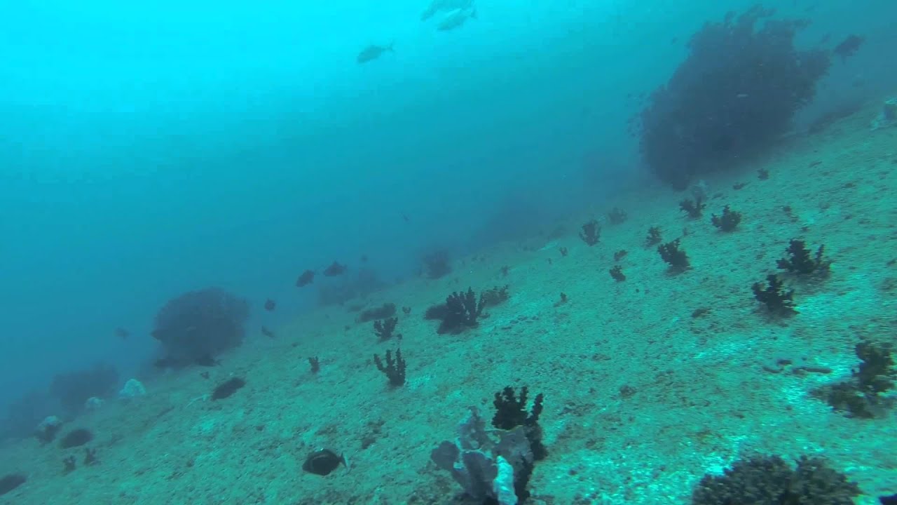 Scuba Diving in Tofo, Mozambique - YouTube