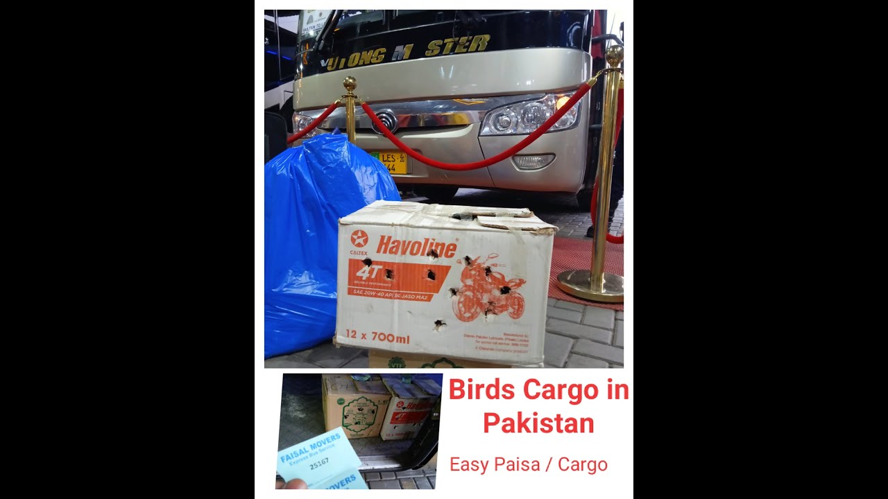 Birds Cargo in Pakistan | Prindo cargo kese krwai | How to sale my bird ...