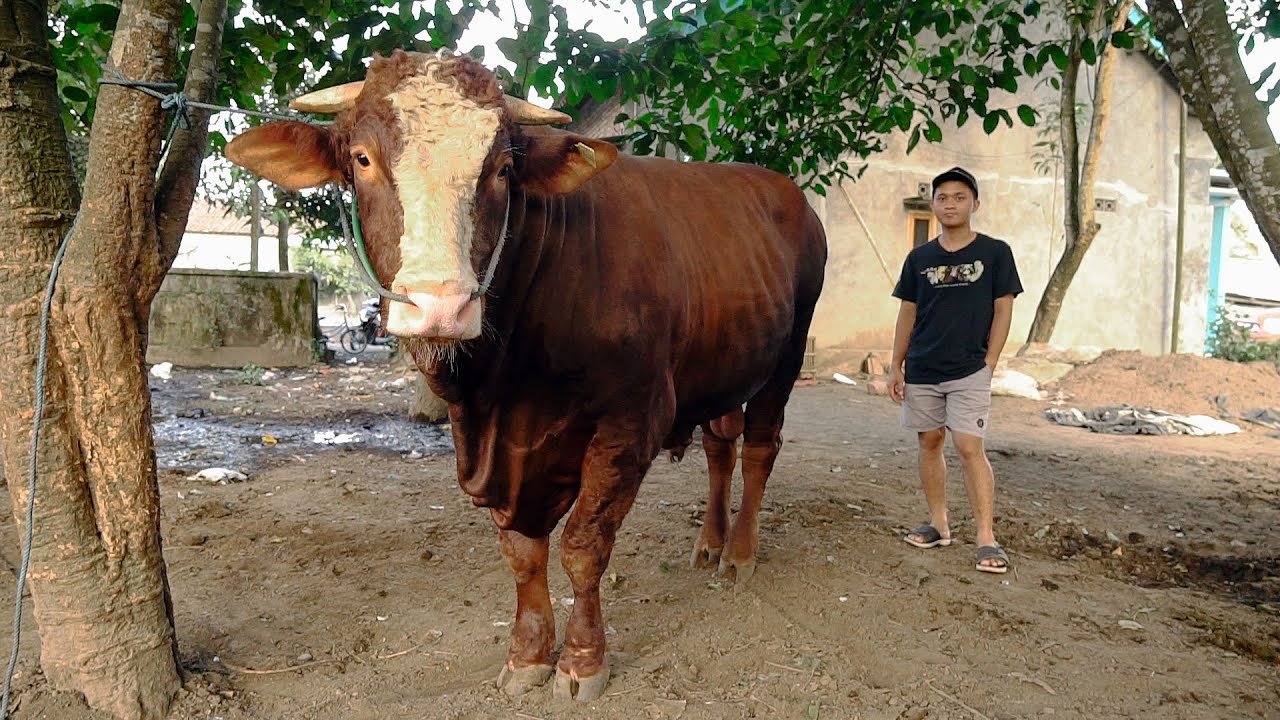 H4MPIR 1 TON !! 2 EKOR SAPI JUMBO MASIH KITA SEMBUNYIKAN - YouTube