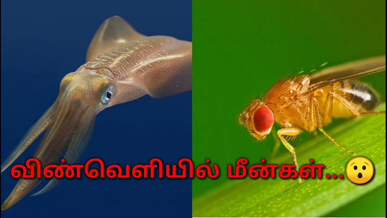 Why we have to send animals to space ? In Tamil. / squid fish in space ...