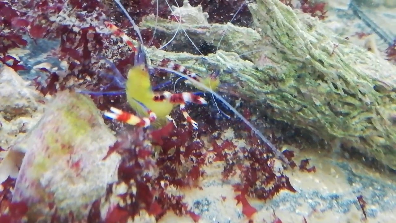 Stenopus cyanoscelis - Blaubein Scherengarnele bearbeitet - YouTube