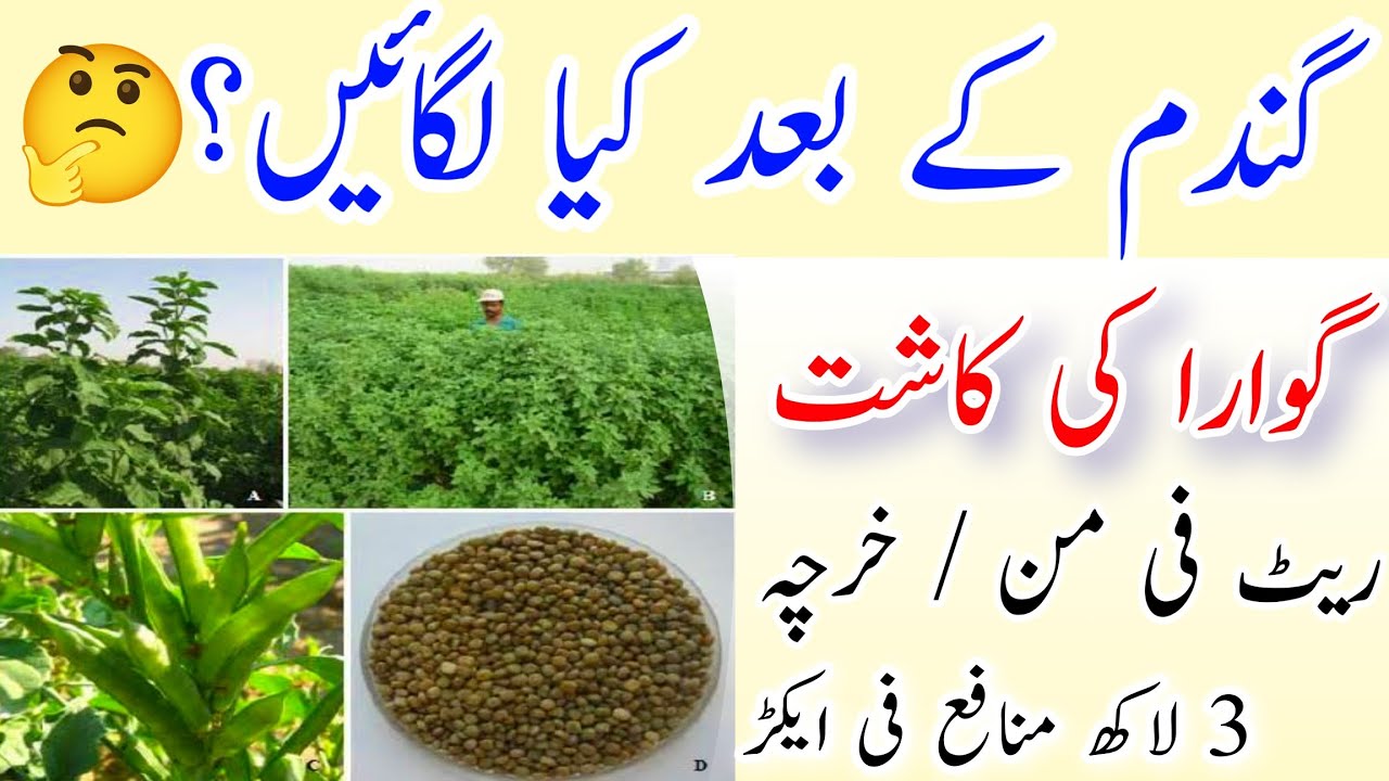 More profitable crop after wheat crop | How to guar - YouTube