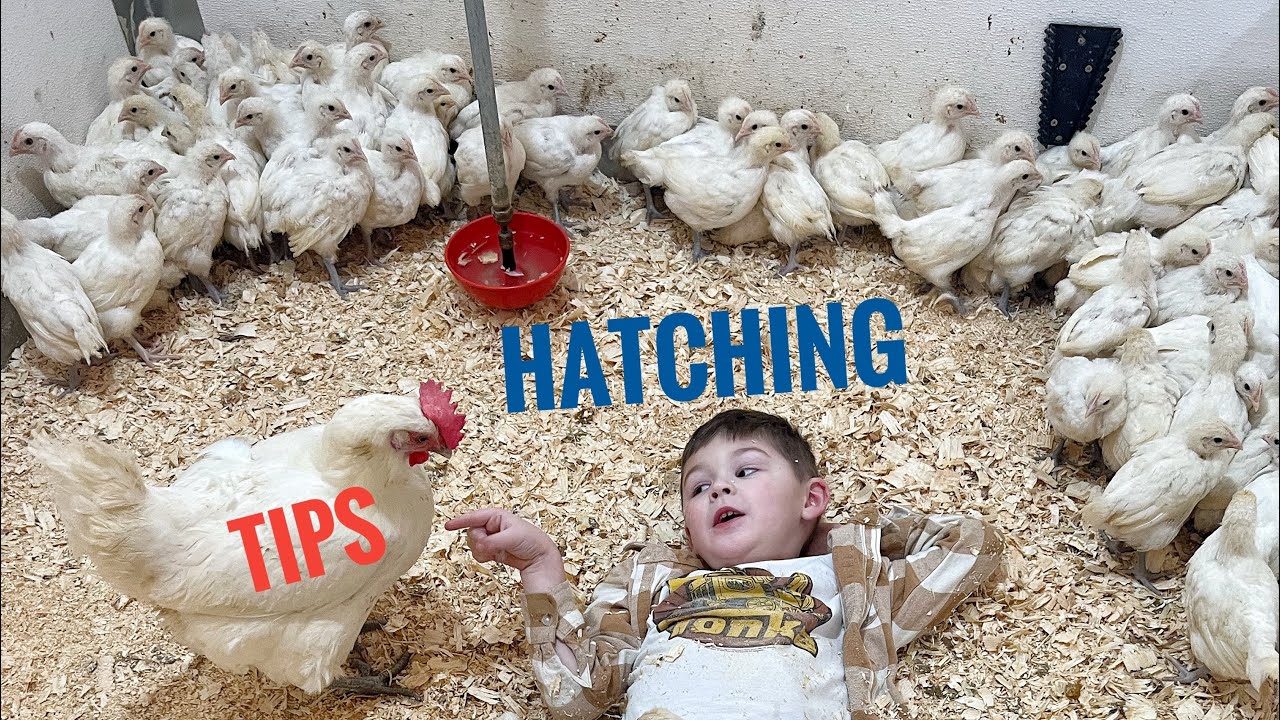 Get the most chicks out of your hens this spring - YouTube