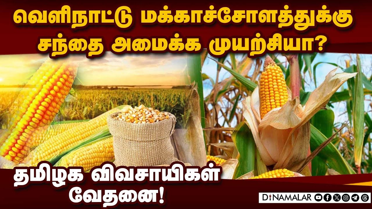 உள்நாட்டு மக்காச்சோள உற்பத்தியை ஊக்கப்படுத்த மனமில்லையா? | Maize | Corn ...