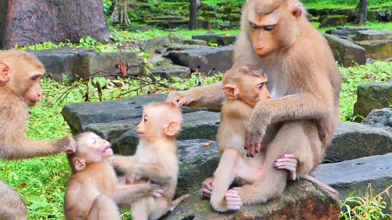 A group of monkeys are pulling each other's hair. - YouTube