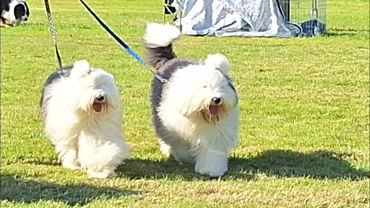 94th All breed championship Dog Show Woodlands Adare Limerick ...