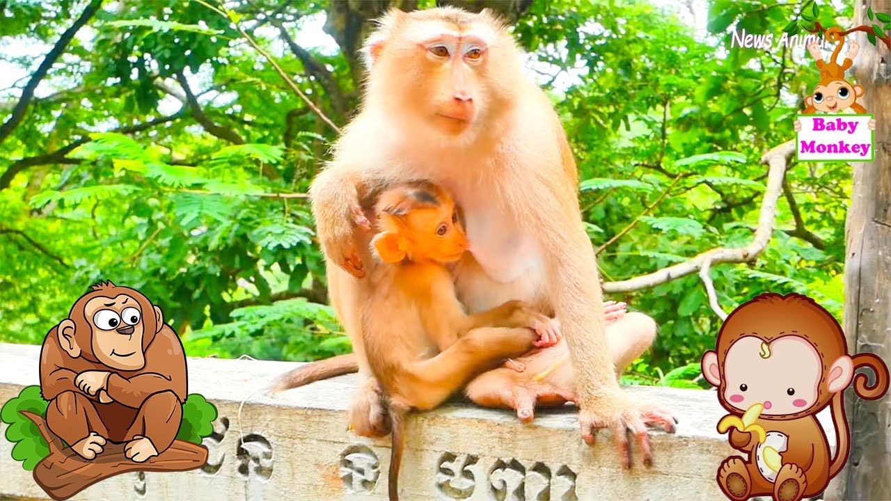 A baby monkey MILLA shows a new style, The cutest baby ever - monkey ...