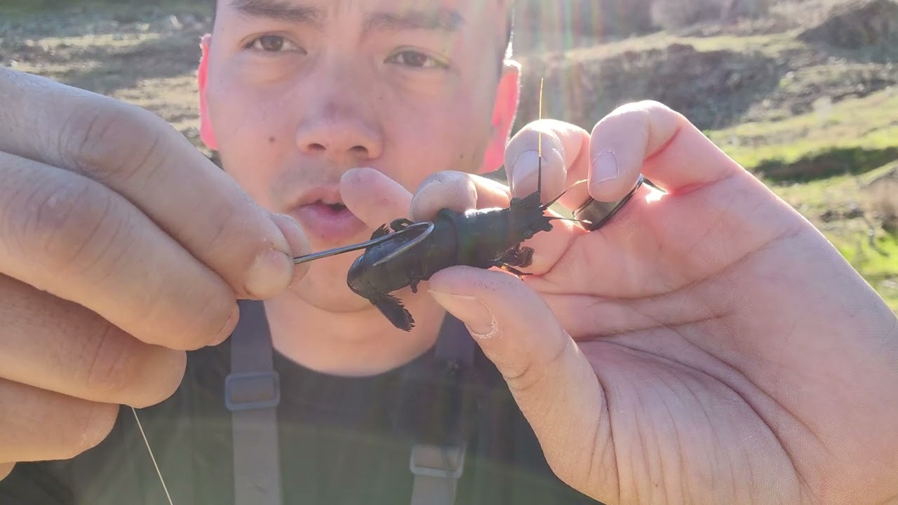 How To Hook A Crayfish - YouTube