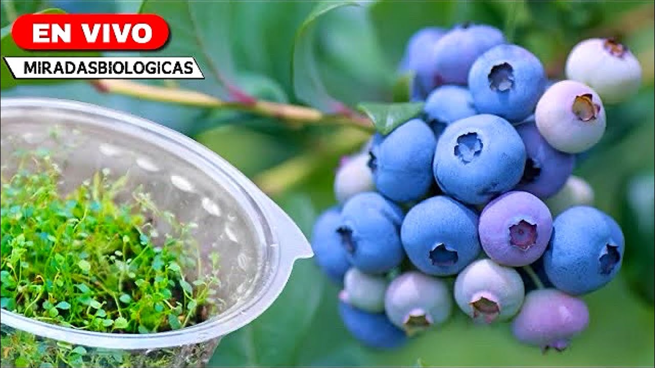 🟣Secretos para el Cultivo de Arándanos - Siembra hasta Cosecha - en ...