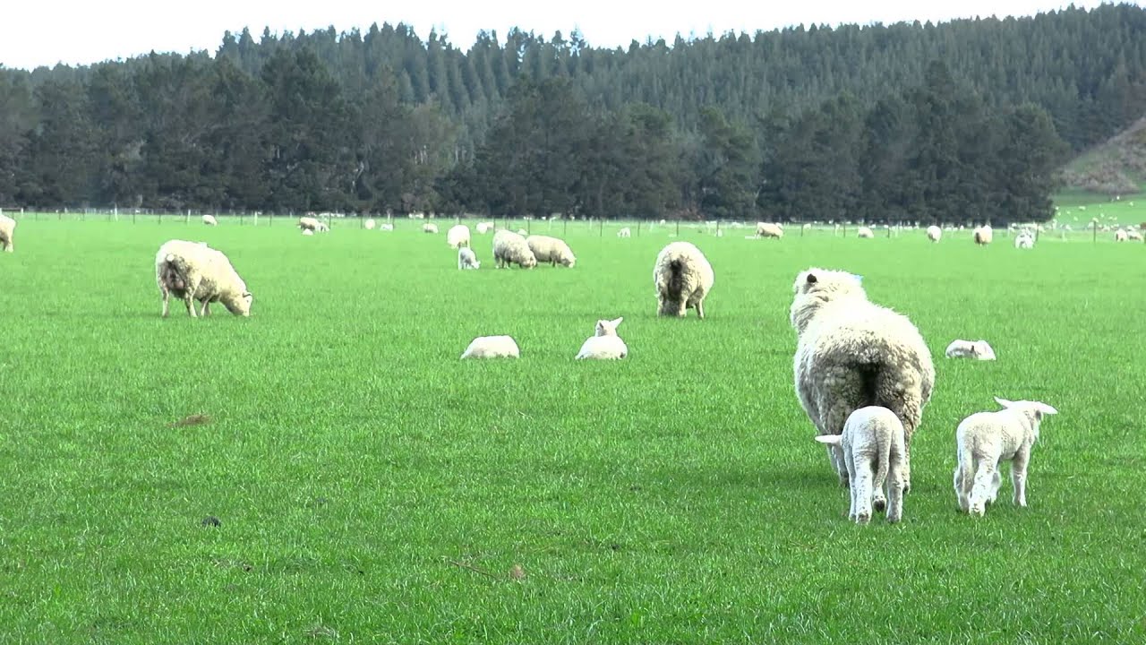 Schafe in Neuseeland - YouTube