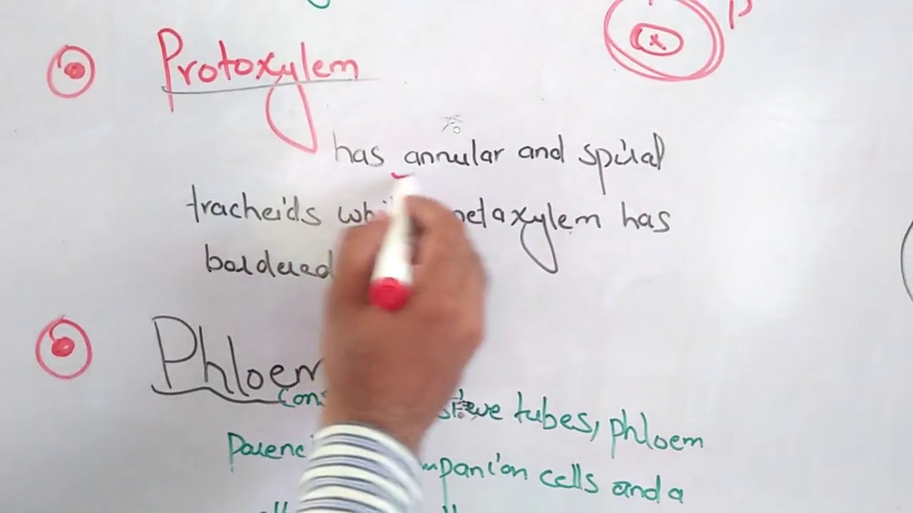Anatomy Of Pinus Stem|GymnospermsVideo Lectured by Prof. Shafi Ullah ...