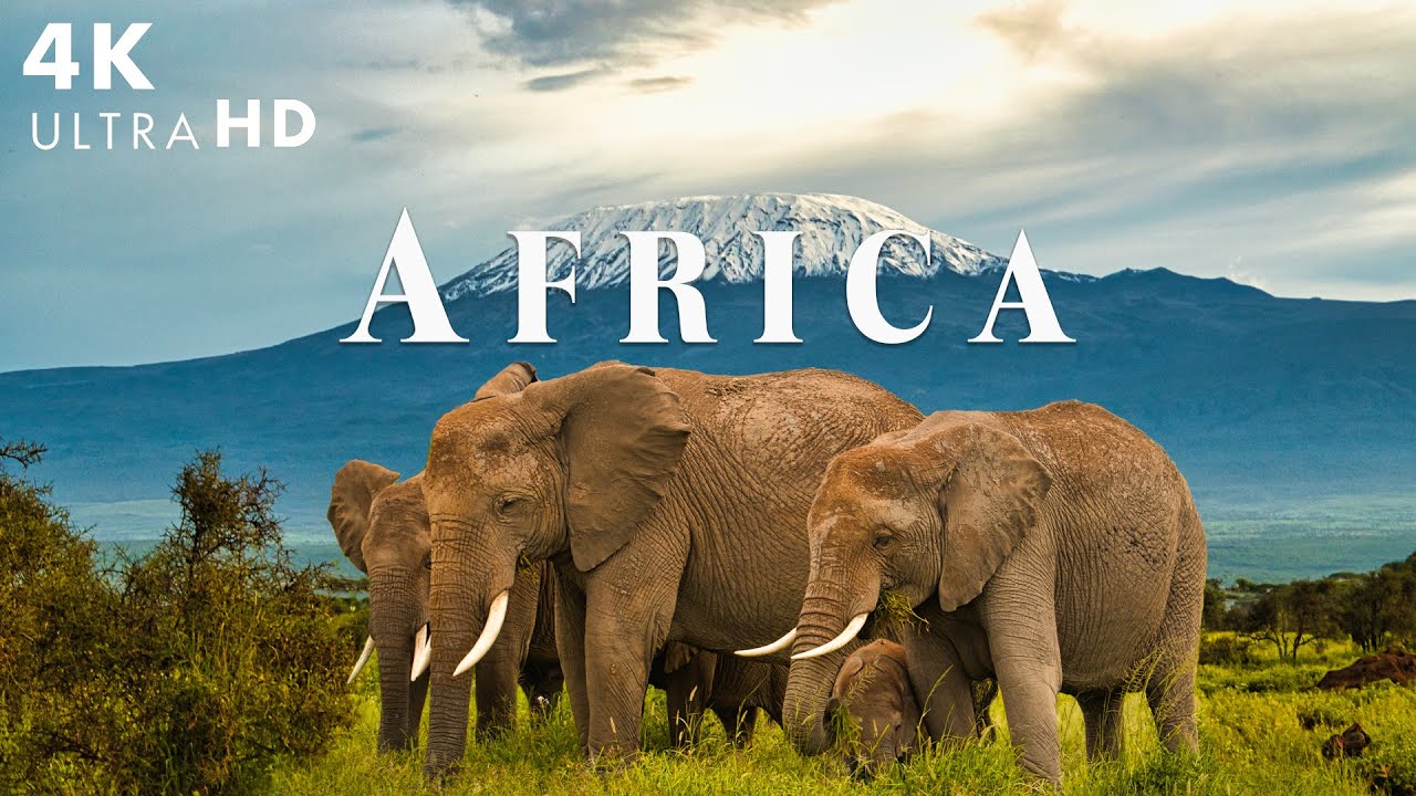 Africa 4K - Exploring Wildlife In Serengeti National Park With Relaxing ...