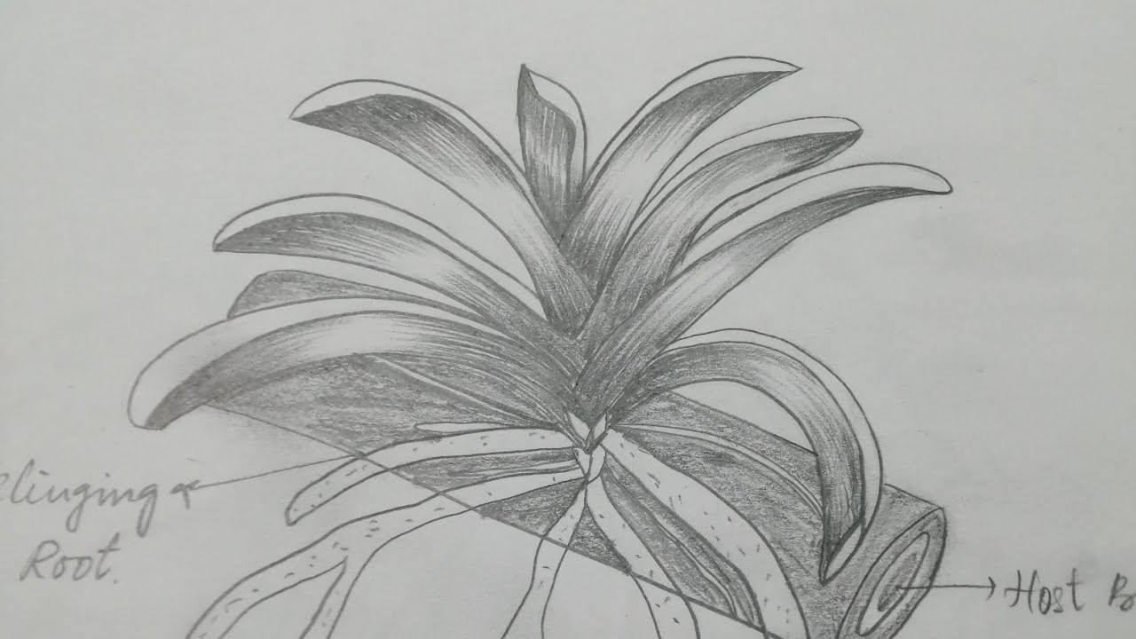How to draw intermediate botany diagrams?| draw easily with me|vanda ...