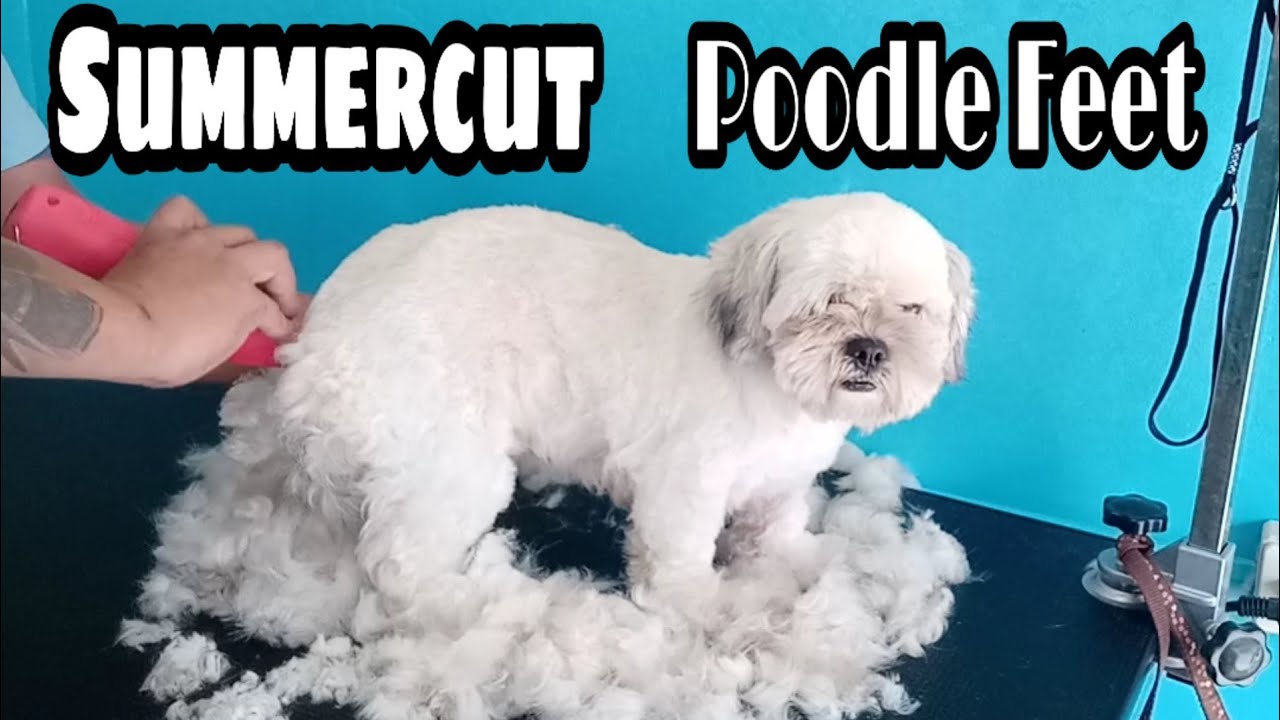 I'm Back To Basic | Summercut Poodlecut Feet Shih Tzu [Groomer Style ...