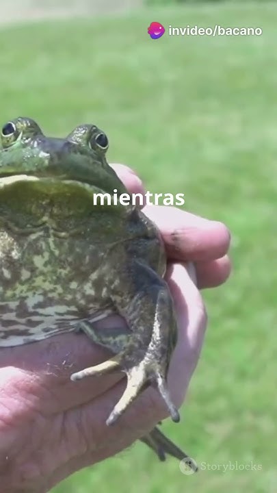 Las Verdades Más Sorprendentes Sobre las Ranas - YouTube