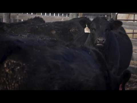 USDA’s Ranchers First initiatives offer potential and raise new questions