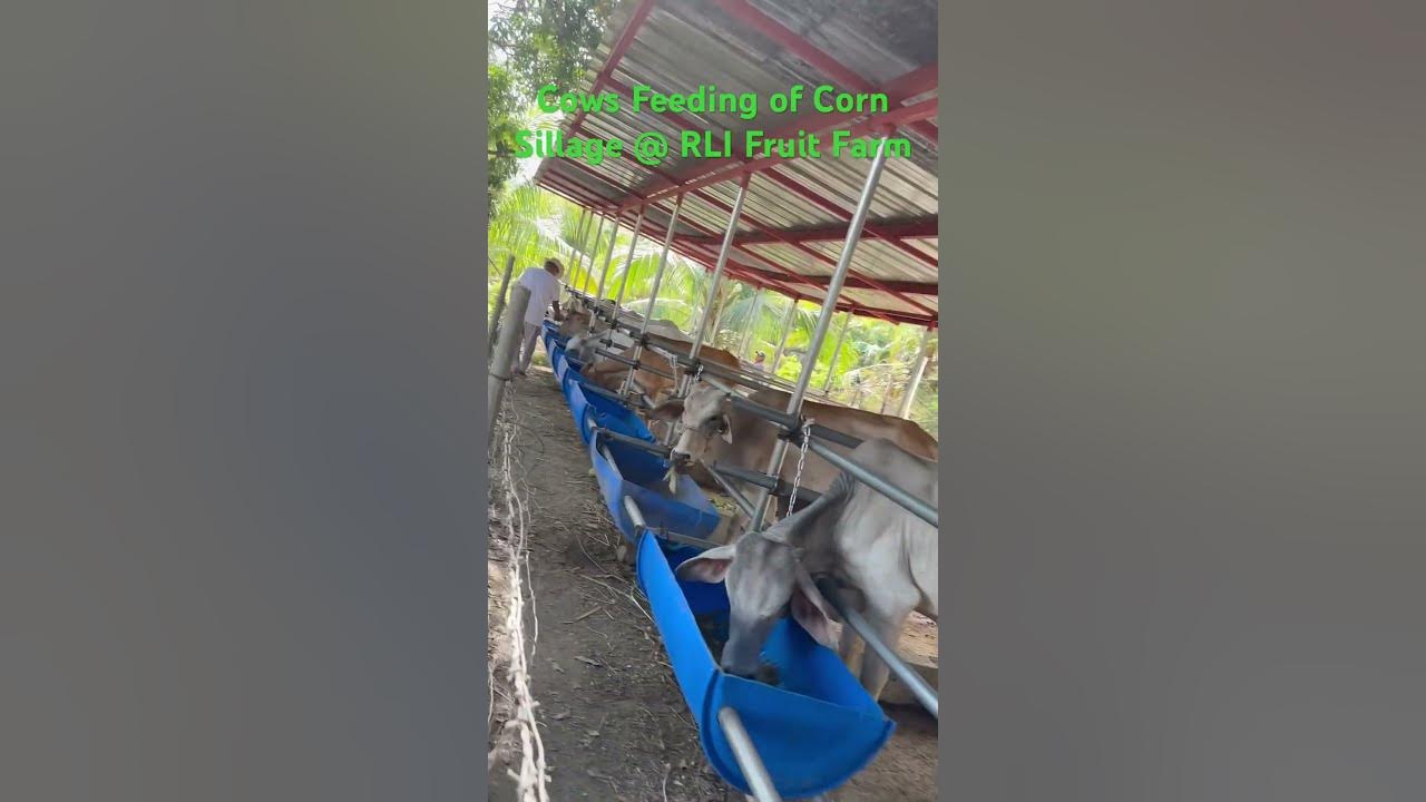 Feeding Our Cows with Corn Sillage @ RLI Fruit Farm #organicfarm #cowfarm #cowbarn #cornsillage ...