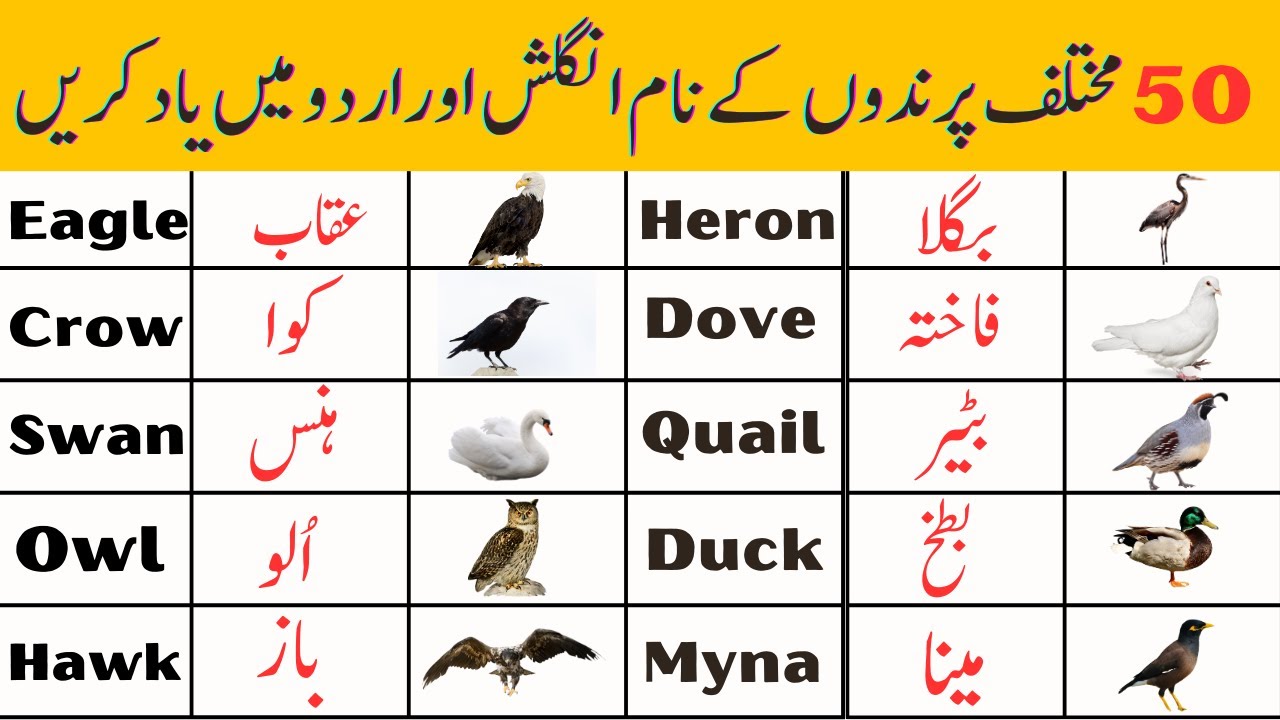 Bird Names in English | Birds Name In English and Urdu | Birds Name ...
