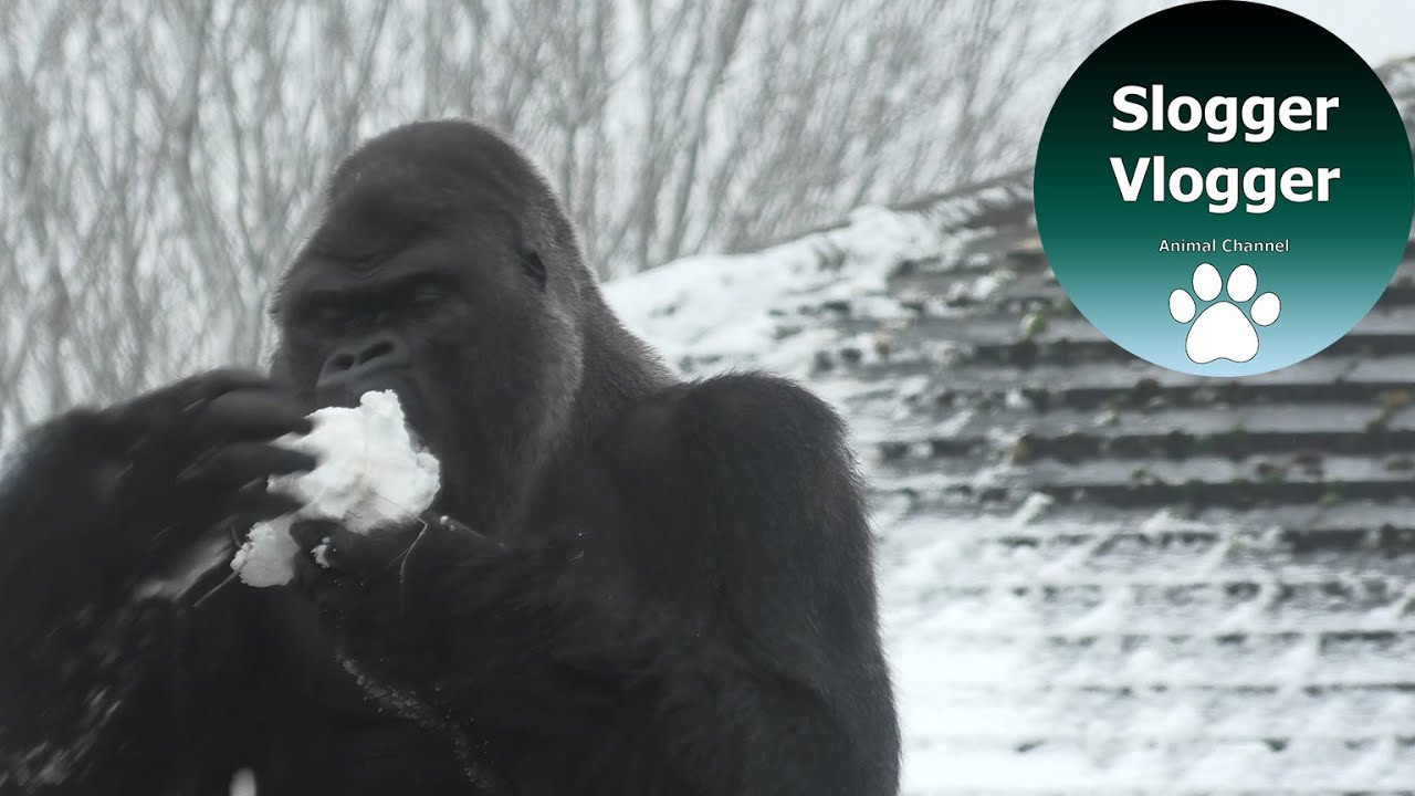 Silverback Gorilla Loves Snow - YouTube