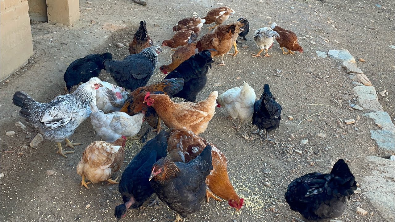 Inicia hoy criando 30 gallinas para tu negocio - YouTube