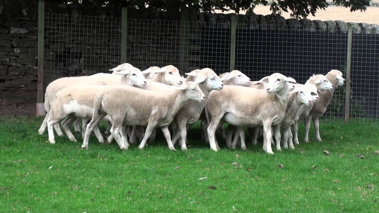 White Dorper Ewe lambs 2013 - YouTube