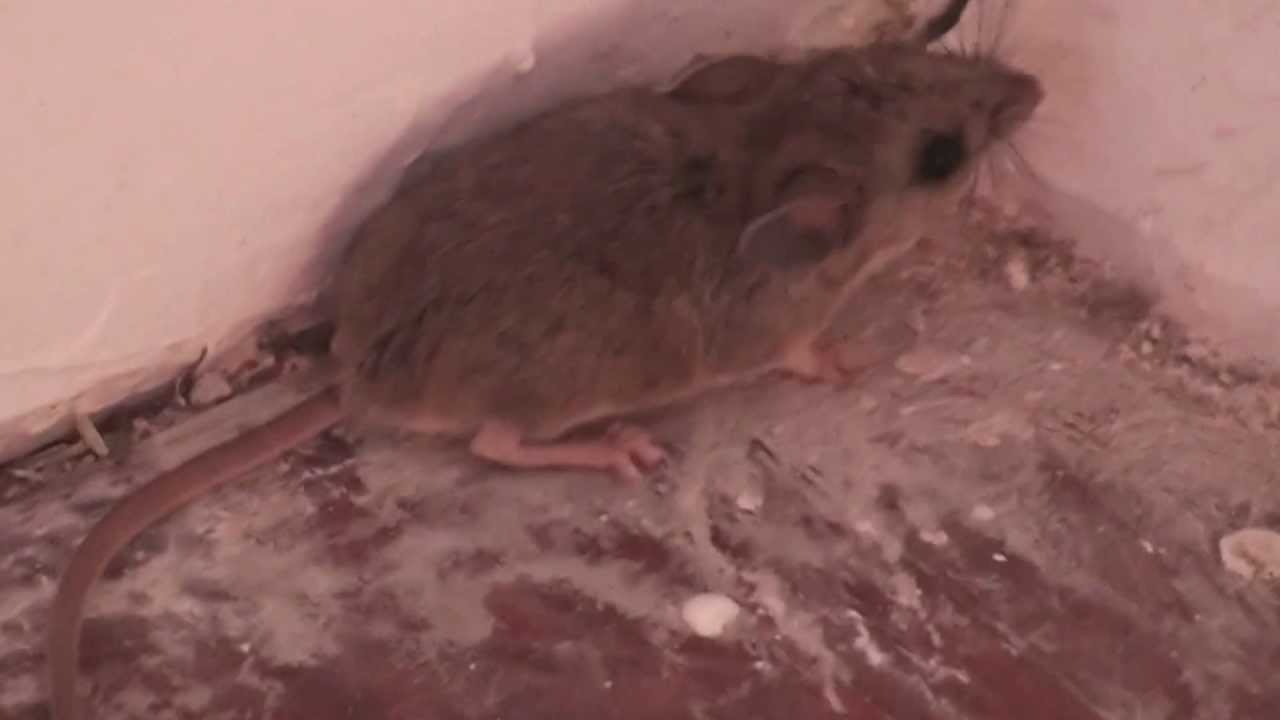 El ratón que llora - YouTube