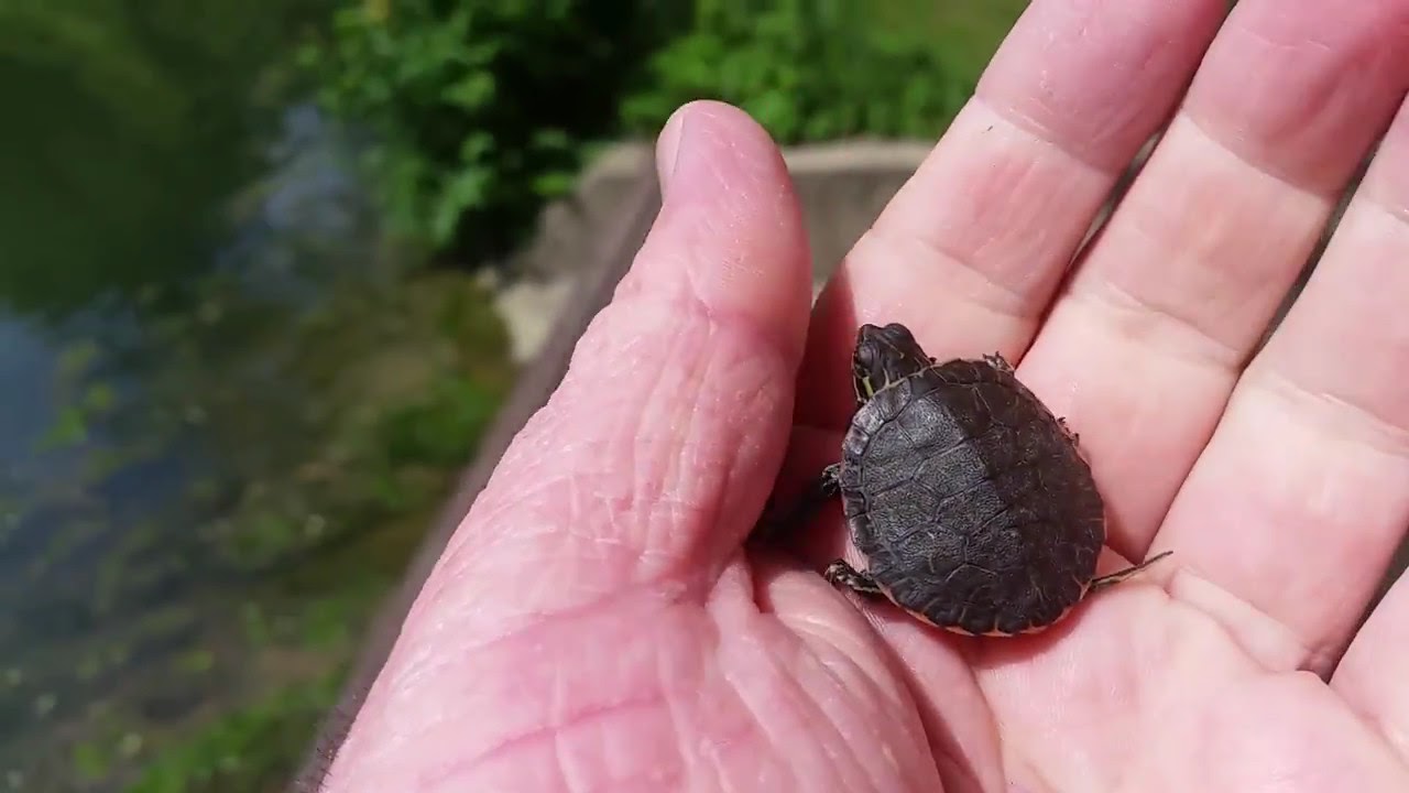 Baby Western Painted Turtle - YouTube
