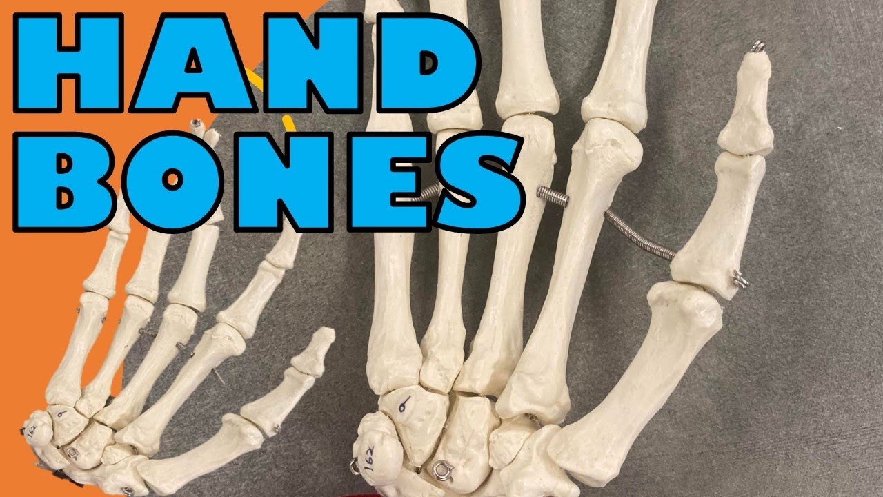 Hand Bones (Best Analogy Ever!) - YouTube