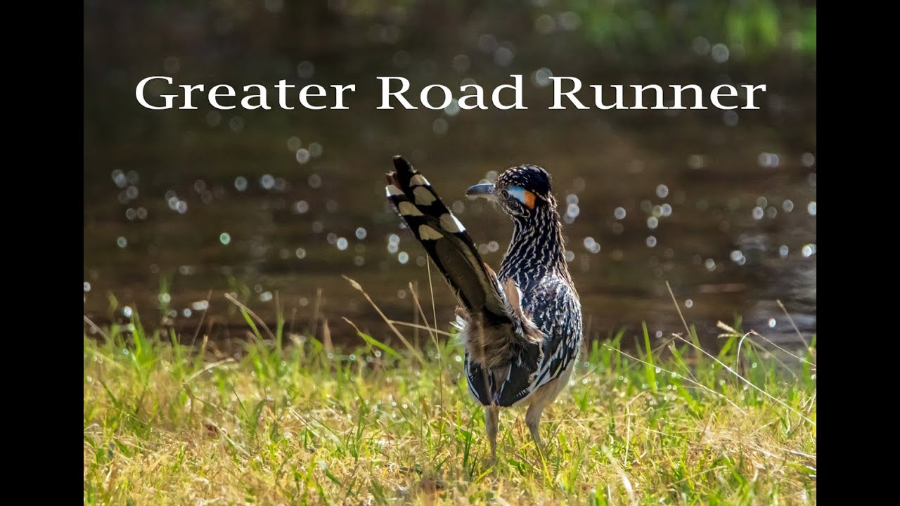 The Greater Roadrunner The Symbol of the Desert Southwest, A Very Fast ...