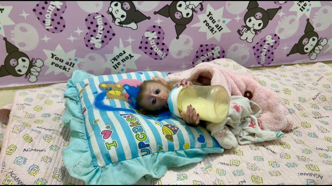 Cute baby m0nkey, Jazzy is feeding herself miiilk while sleeping ...