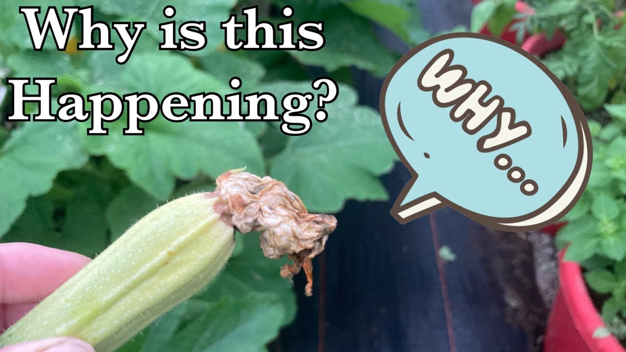 Blossom End Rot in Squash? Secret Fixes You Need to Know Now ...