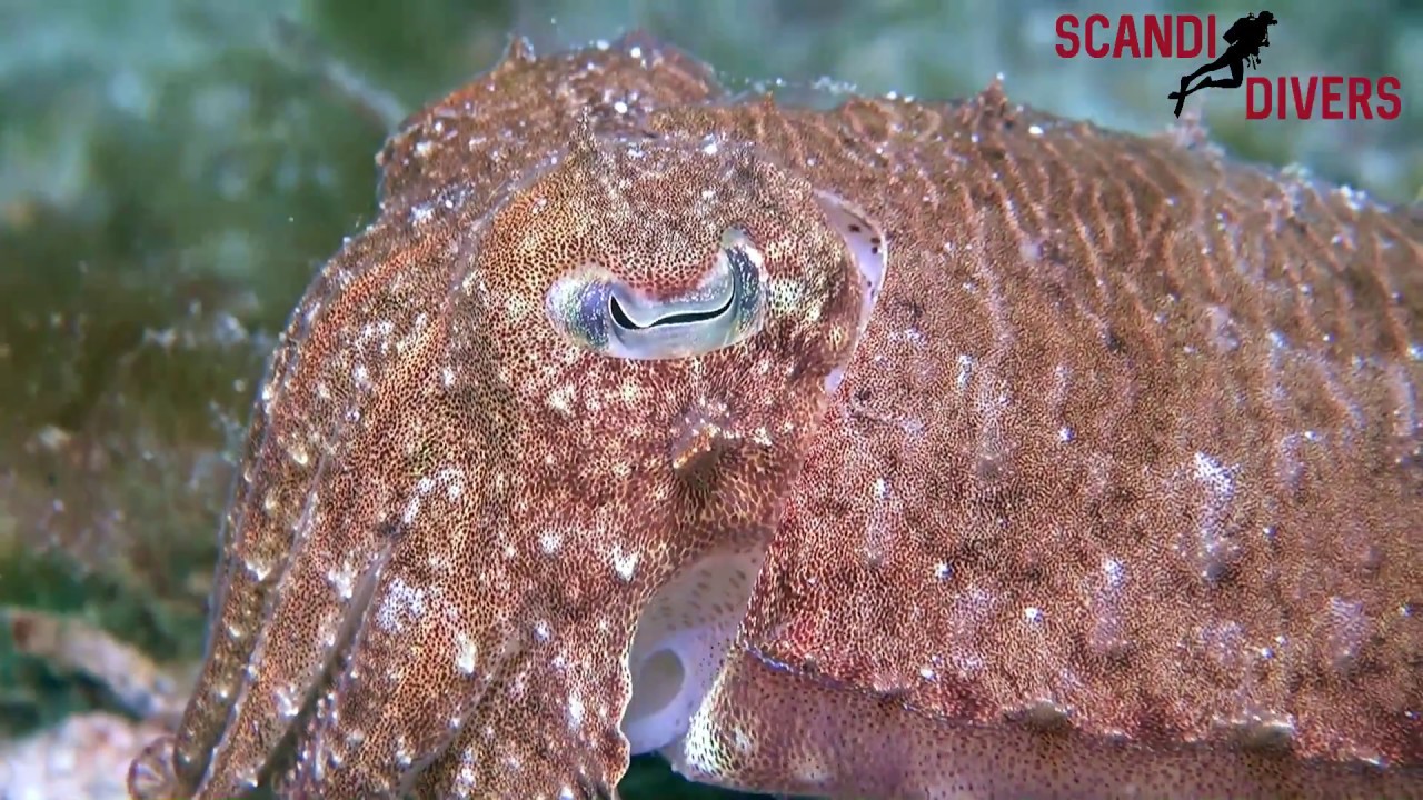 On the Sand - Muck diving in Puerto galera - YouTube